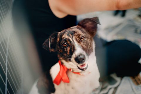 ROFF | Rescue Our Furry Friends | Non-Profit Pet Shelter Operating in ...