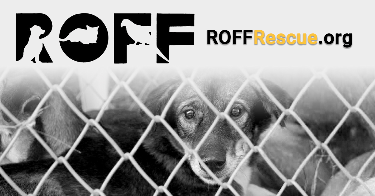 Contact Us | ROFF | Rescue Our Furry Friends